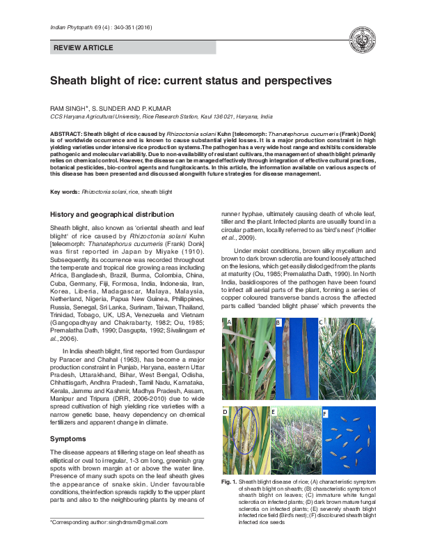(PDF) Sheath blight of rice: current status and perspectives