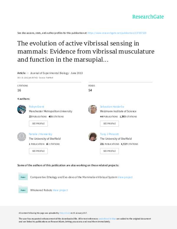 (PDF) The evolution of active vibrissal sensing in mammals: evidence ...