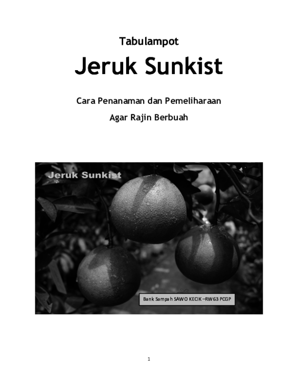 (PDF) Tabulampot Jeruk Sunkist