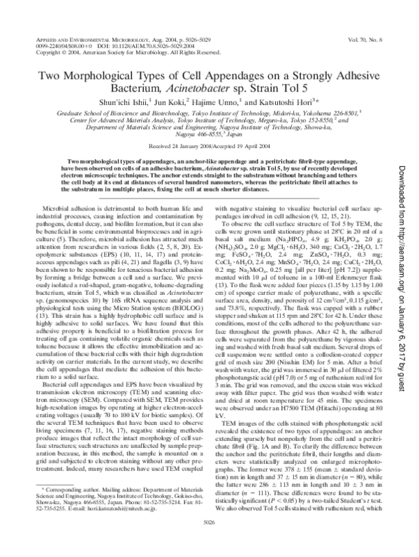 (PDF) Two Morphological Types of Cell Appendages on a Strongly Adhesive ...