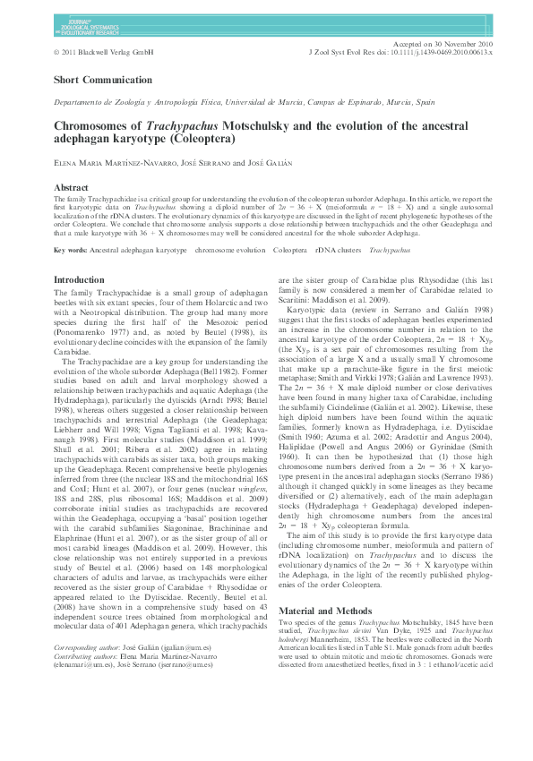 (PDF) Karyotype Evolution in Trachypachus Coleoptera