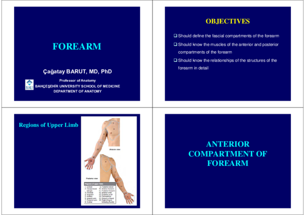 (PDF) FOREARM Regions of Upper Limb ANTERIOR COMPARTMENT OF FOREARM