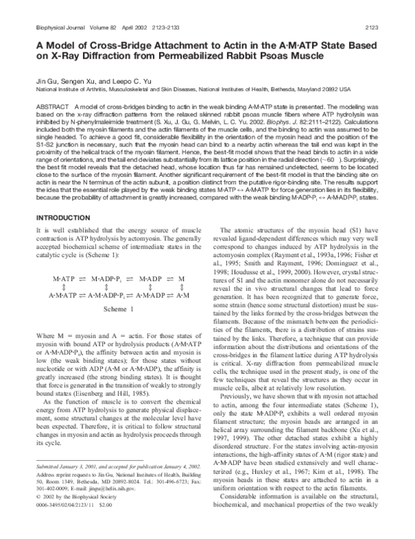 (PDF) A Model of Cross-Bridge Attachment to Actin in the A·M·ATP State ...