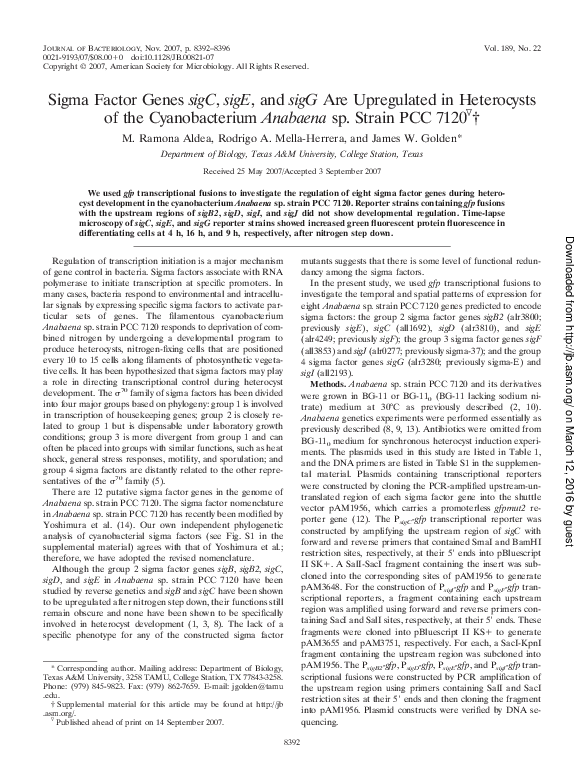 (PDF) Sigma factor genes sigC, sigE, and sigG are upregulated in ...