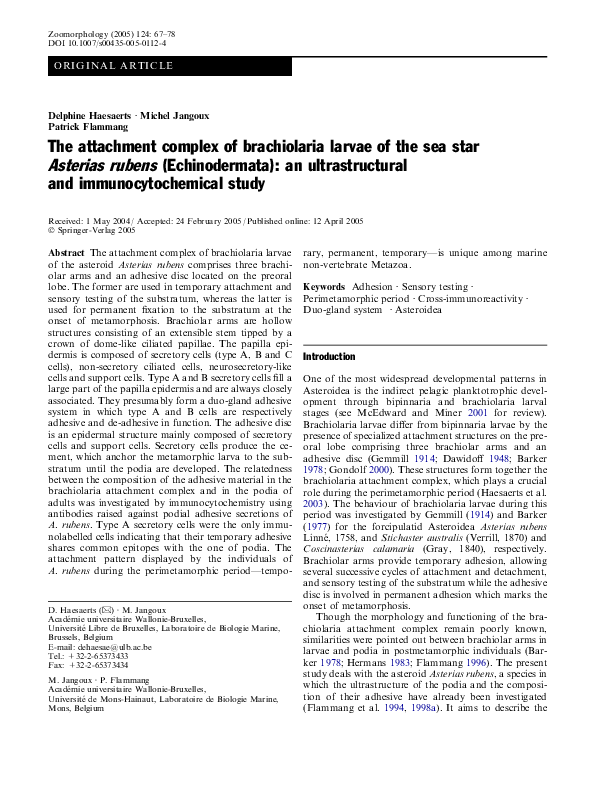 (PDF) The attachment complex of brachiolaria larvae of the sea star ...