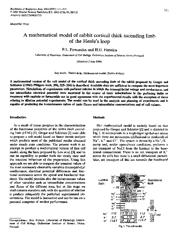 (PDF) A mathematical model of rabbit cortical thick ascending limb of ...