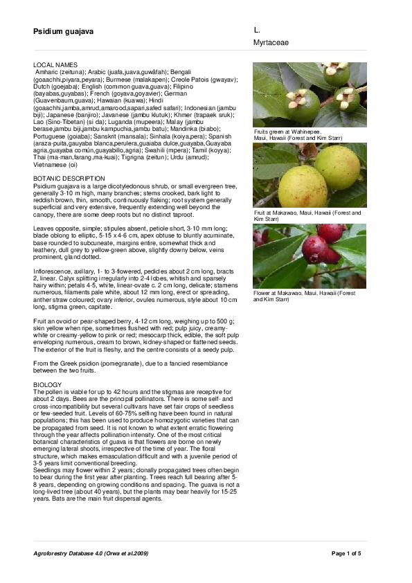 (PDF) Psidium guajava