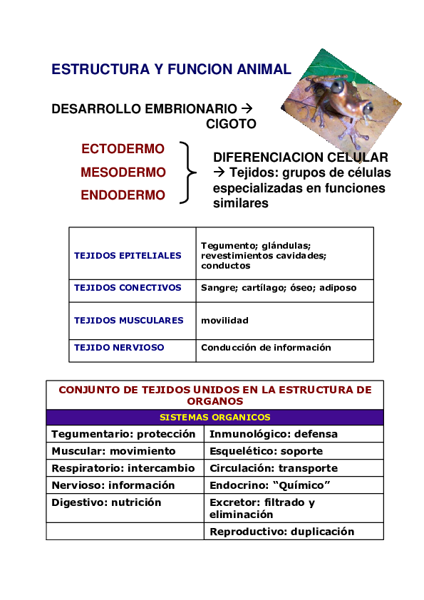 (PDF) ESTRUCTURA Y FUNCION ANIMAL CONJUNTO DE TEJIDOS UNIDOS EN LA ...