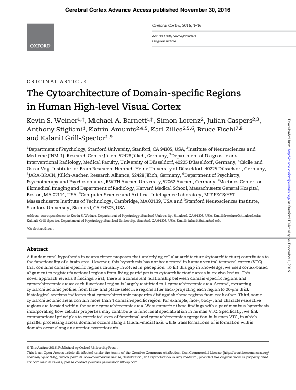 (PDF) Cytoarchitecture and Function in Human Visual Cortex