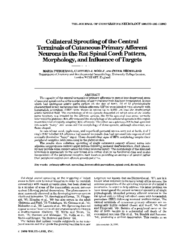 (PDF) Collateral sprouting of the central terminals of cutaneous ...