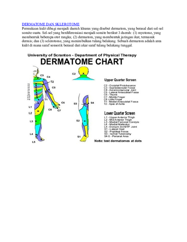 (DOC) Dermatom