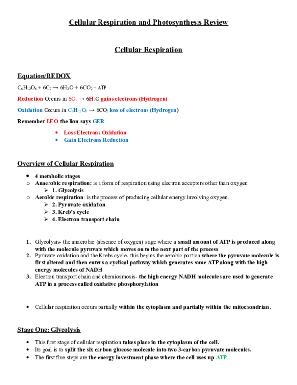 (DOC) Cellular Respiration Review