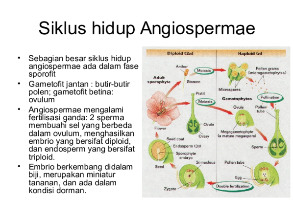 (PPT) Perkecambahan dan dormansi