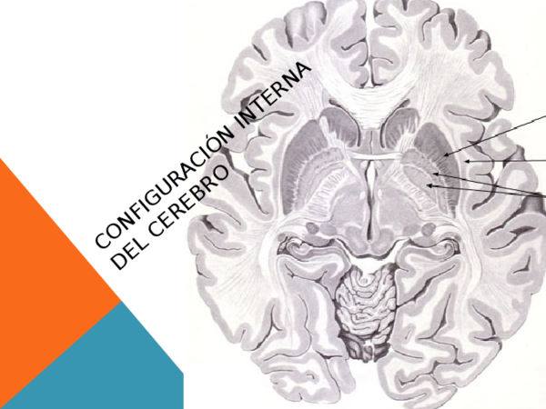 (PPT) Configuracion interna del cerebro