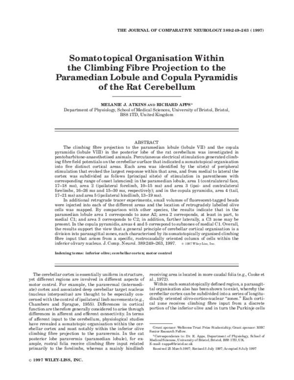 (PDF) Somatotopical organisation within the climbing fibre projection ...