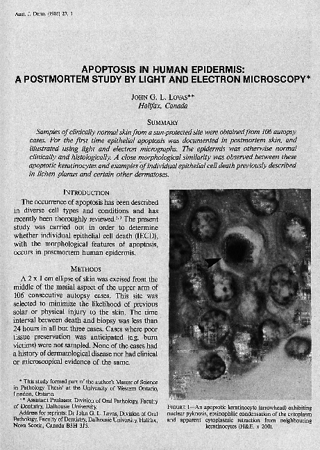 (PDF) Apoptosis in Human Epidermis: A Postmortem Study by Light and ...