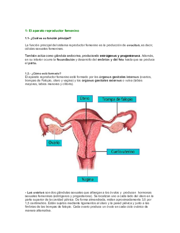 Doc Aparato Reproductor Femenino