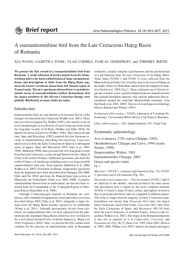 (PDF) A euenantiornithine bird from the Late Cretaceous Hateg Basin of ...