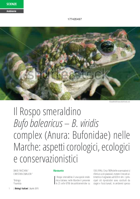 (PDF) Il Rospo smeraldino Bufo balearicus – B. viridis complex (Anura ...
