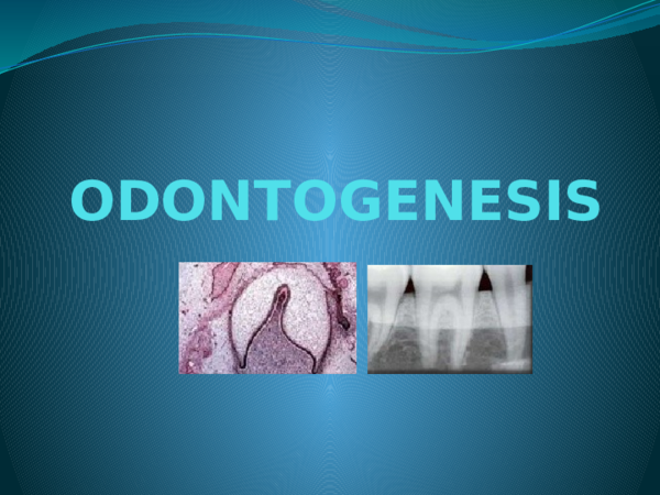 (PPT) ODONTOGENESIS