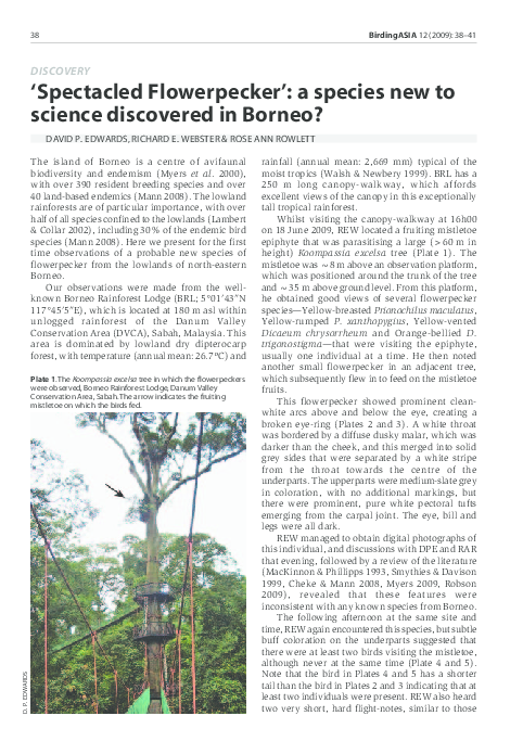 (PDF) Spectacled Flowerpecker': a species new to science discovered in ...