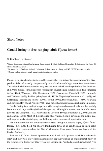 (PDF) Caudal luring in free-ranging adult Vipera latasti