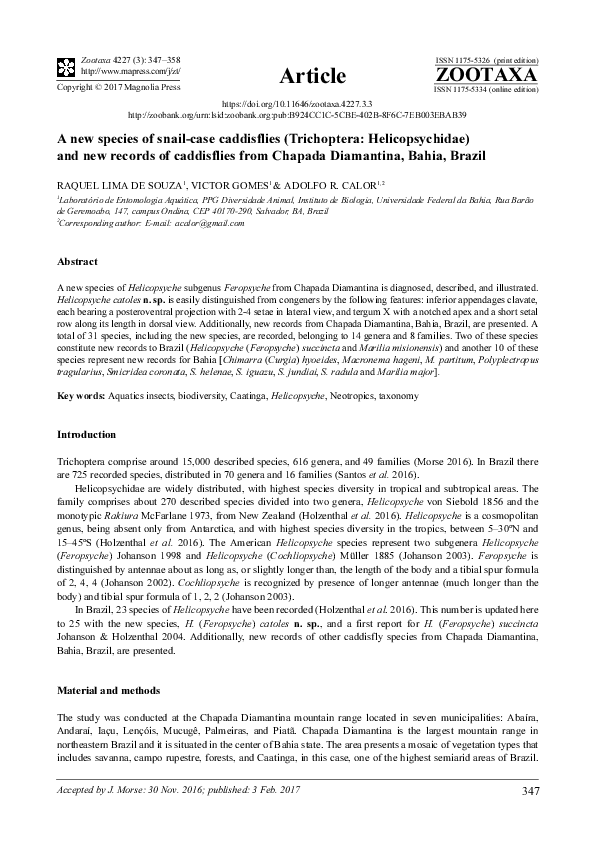(PDF) A new species of snail-case caddisflies (Trichoptera ...