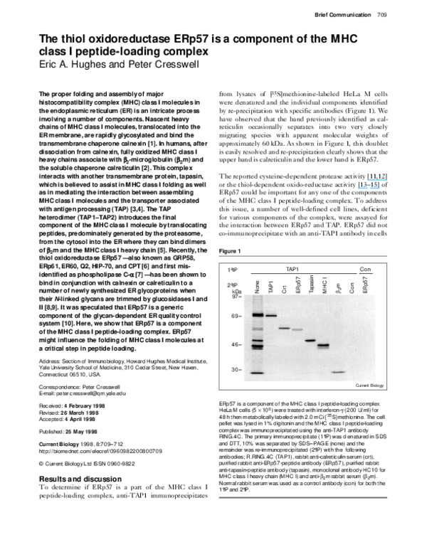 (PDF) The thiol oxidoreductase ERp57 is a component of the MHC class I ...