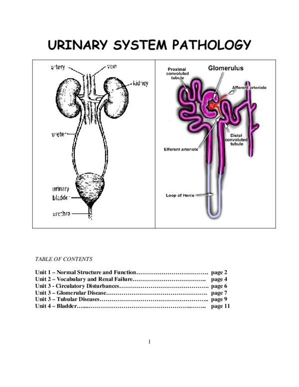 (PDF) URINARY SYSTEM PATHOLOGY