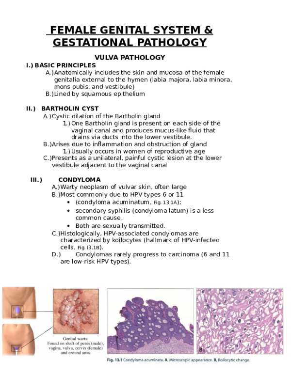 (DOC) FEMALE GENITAL SYSTEM & GESTATIONAL PATHOLOGY VULVA PATHOLOGY