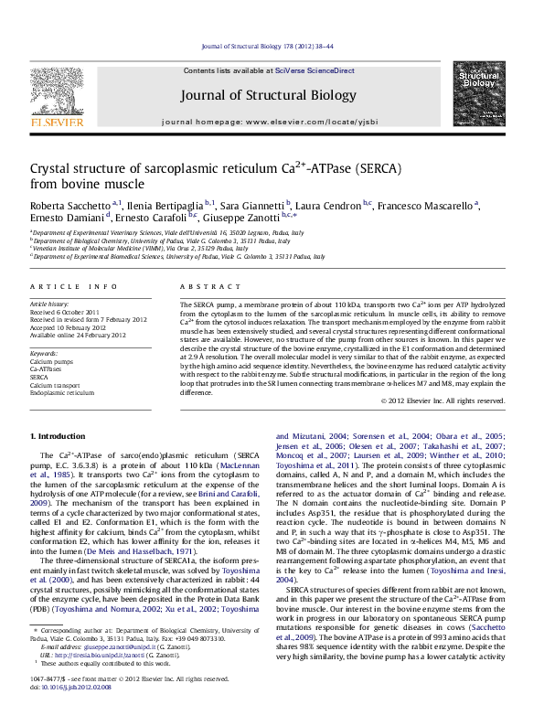 (PDF) Crystal structure of sarcoplasmic reticulum Ca2+-ATPase (SERCA ...