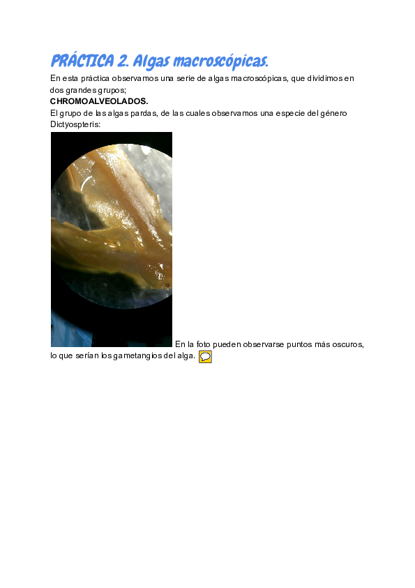 (PDF) PRÁCTICA 2. Algas macroscópicas