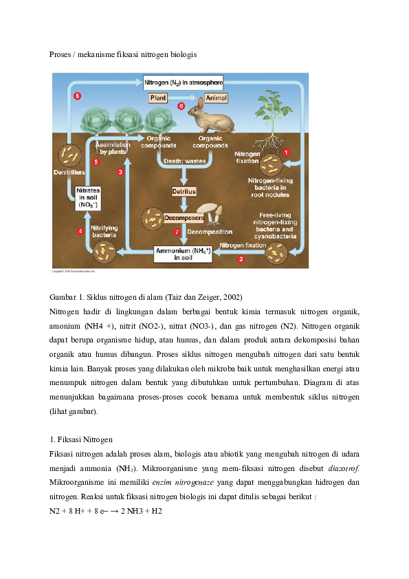 (DOC) PROSES NITROGEN BIOLOGIS