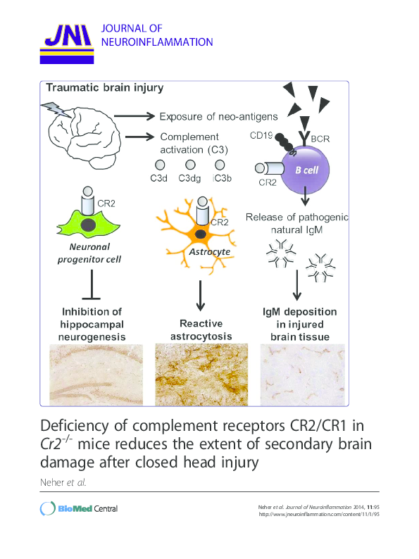 (PDF) Deficiency of complement receptors CR2/CR1 in Cr2⁻/⁻ mice reduces ...