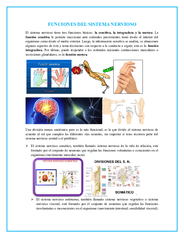 (DOC) FUNCIONES DEL SISTEMA NERVIOSO