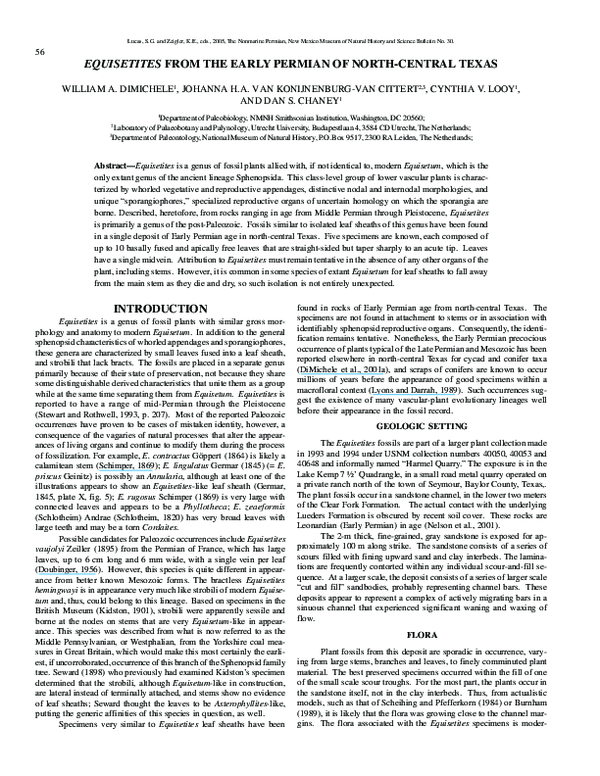 (PDF) Equisetites from the Early Permian of North-Central Texas