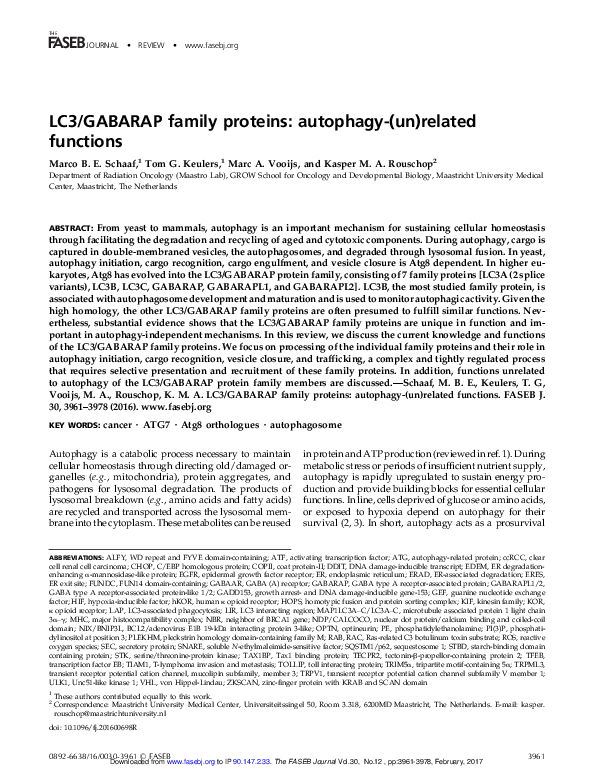 (PDF) LC3/GABARAP family proteins: autophagy-(un)related functions