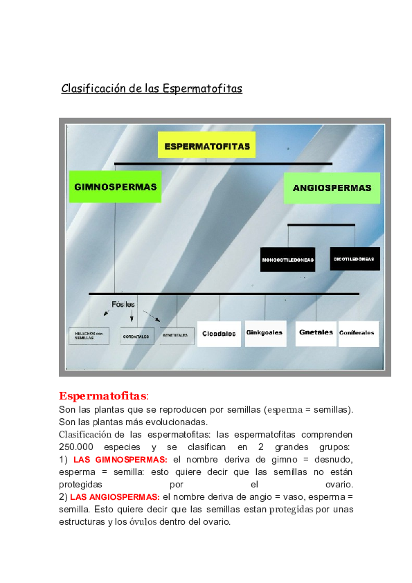(DOC) Clasificación de las Espermatofitas