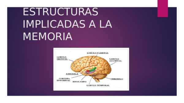 Ppt Estructuras Implicadas A La Memoria