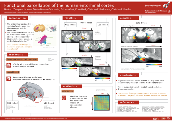 (PDF) Functional Parcellation of the Human Entorhinal Cortex