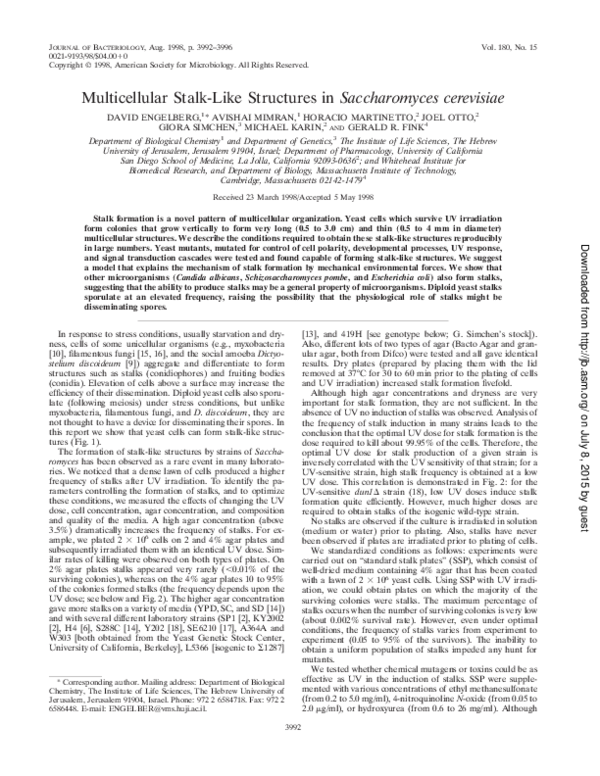 (PDF) Multicellular Stalk-Like Structures in Saccharomyces cerevisiae ...