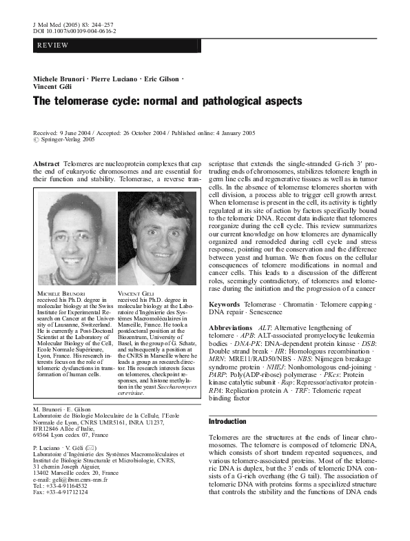 (PDF) The telomerase cycle: normal and pathological aspects