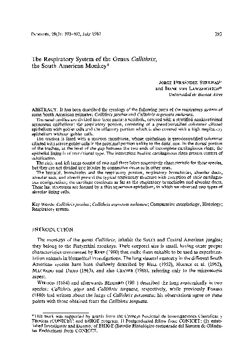 (PDF) The respiratory system of the genusCallithrix, the South American ...