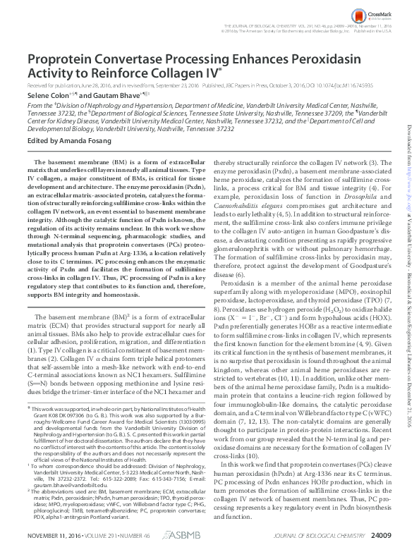 (PDF) Proprotein Convertase Processing Enhances Peroxidasin Activity to ...