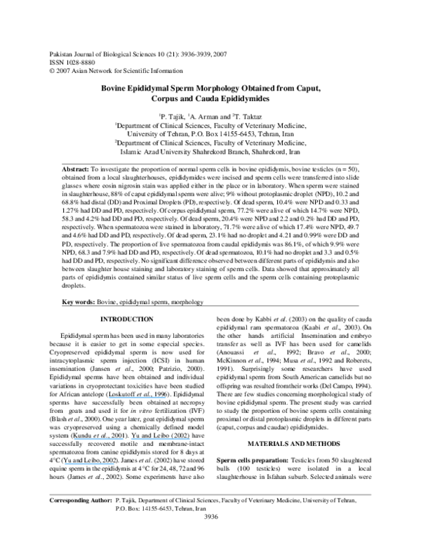 (PDF) Bovine Epididymal Sperm Morphology Obtained from Caput, Corpus ...