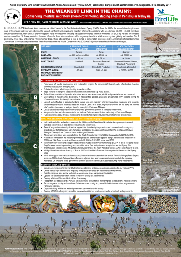 (PDF) THE WEAKEST LINK IN THE CHAIN?: Conserving intertidal migratory ...