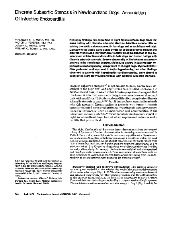 (PDF) Discrete subaortic stenosis in Newfoundland dogs: Association of ...
