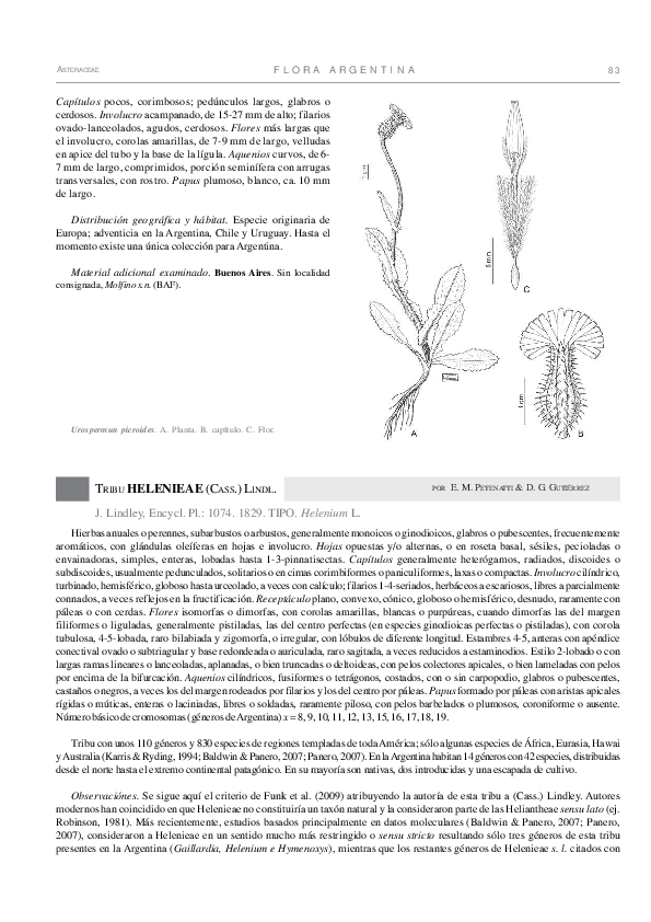 (PDF) Flora Argentina: tribe Helenieae s.l.