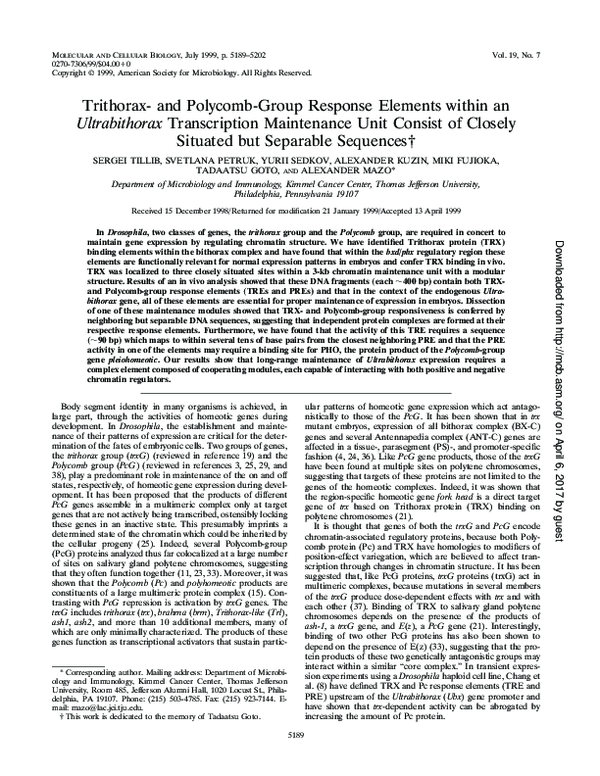 (PDF) Trithorax- and Polycomb-group response elements within an Ultrabithorax transcription ...