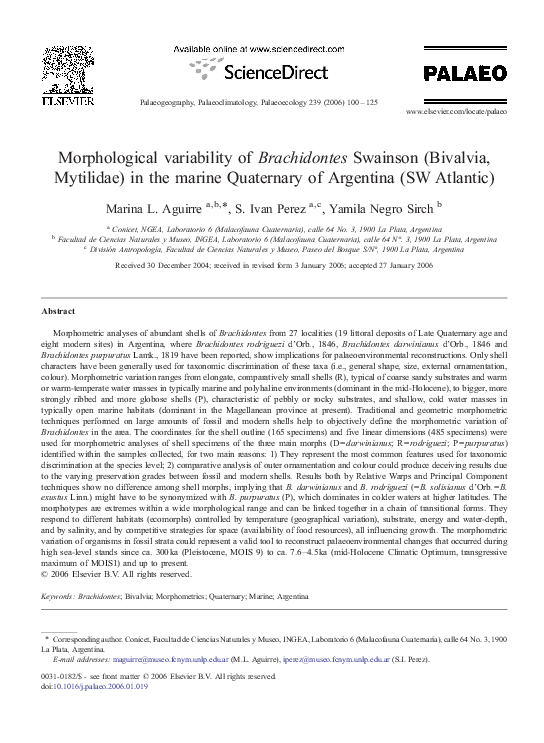 (PDF) Morphological variability of Brachidontes Swainson (Bivalvia ...